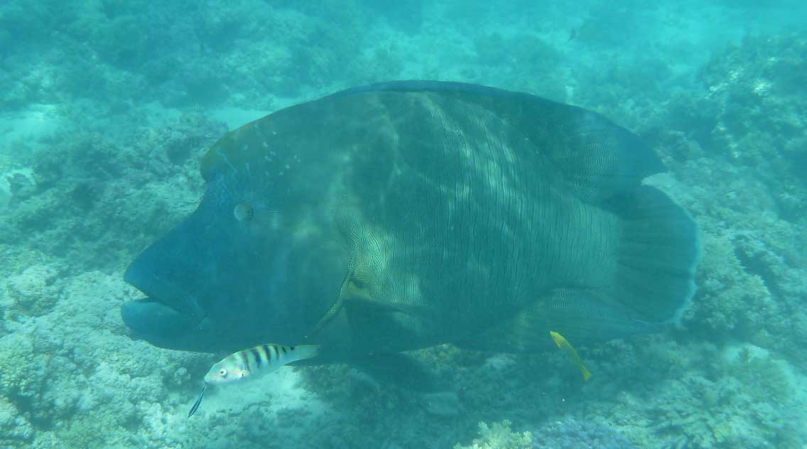 Gallery | Teking Lagoon Tours & Cruises - Aitutaki Cook Islands Snorkeling