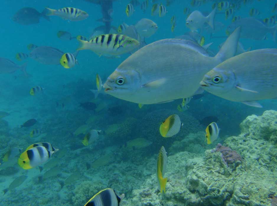 Gallery | Teking Lagoon Tours & Cruises - Aitutaki Cook Islands Snorkeling